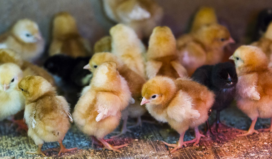 No más pollitos muertos