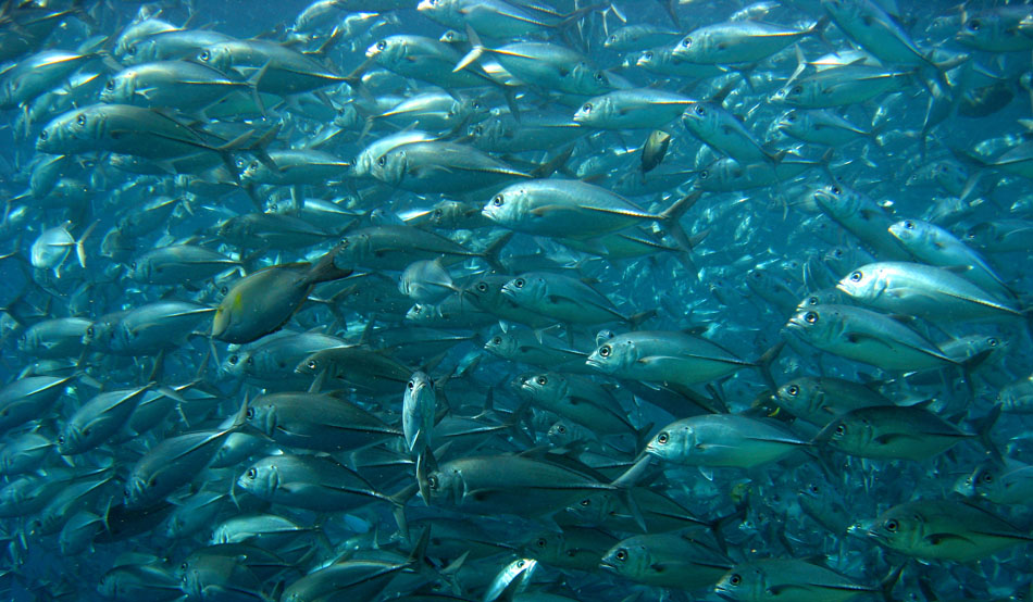 Un lugar seguro para los peces
