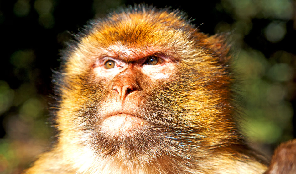 La edad nos vuelve más “monos”