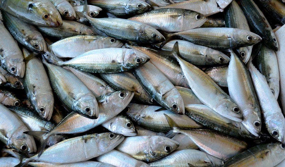 Alerta mundial en sector pesca