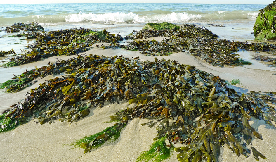 Las algas que vemos y no conocemos