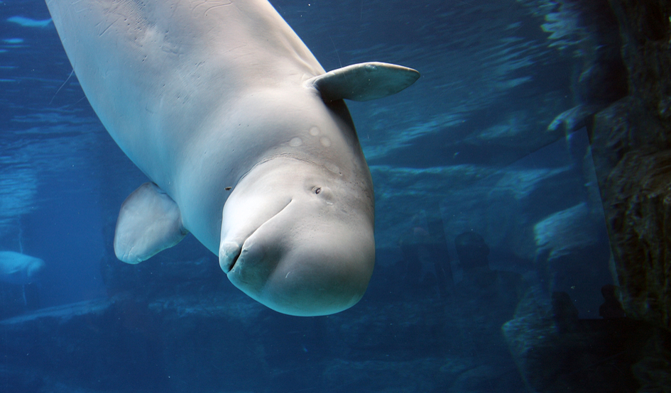 La primera beluga nacida en cautiverio