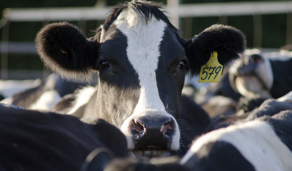 Animales genéticamente modificados