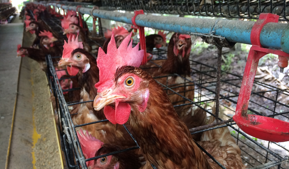 La complejidad emocional de los pollos