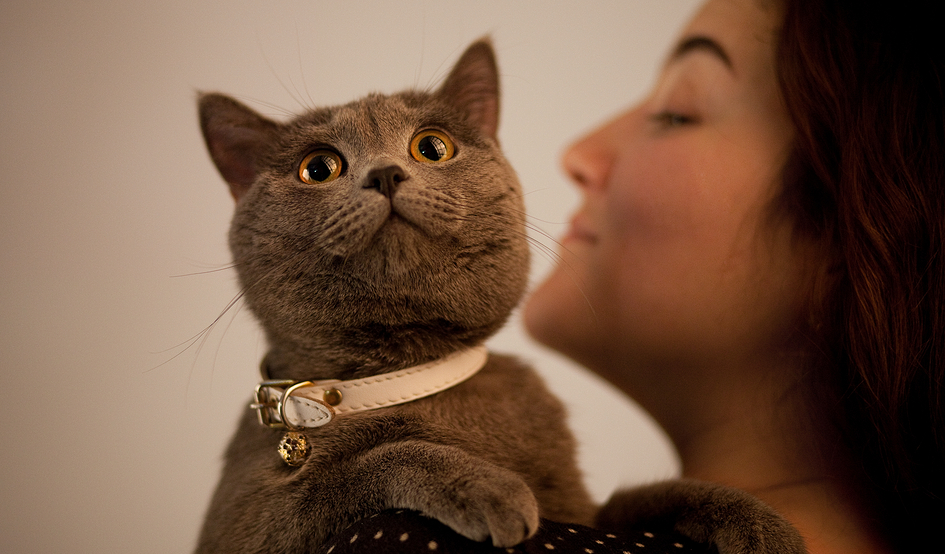 Esperanza para humanos y felinos