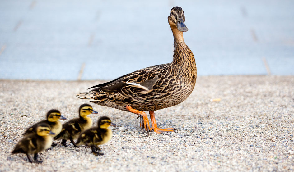 Las características del verdadero líder