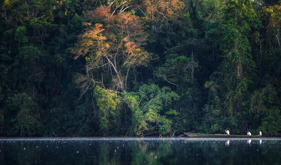 40% de los bosques amazónicos desaparecería en 2050
