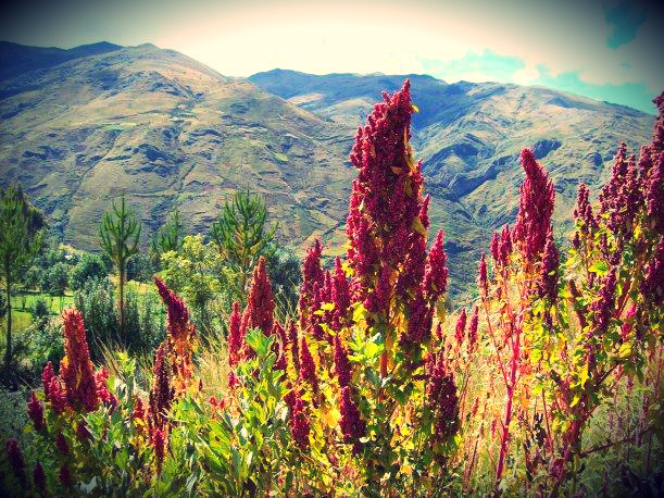 Quinua en el Perú: Proquinua también para la Sierra