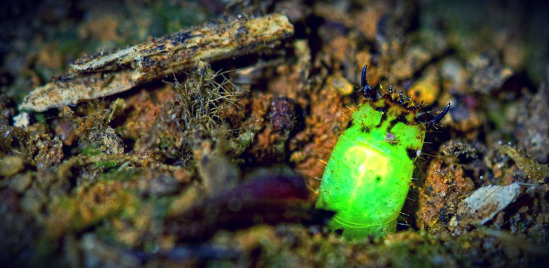 Descubren “gusano brillante” en la selva peruana