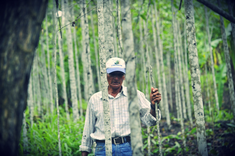 Reforestación de especies maderables en Loreto