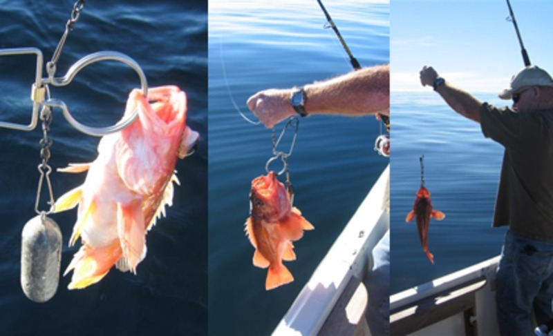 Pesca deportiva ¿Por qué usar dispositivos descendentes?