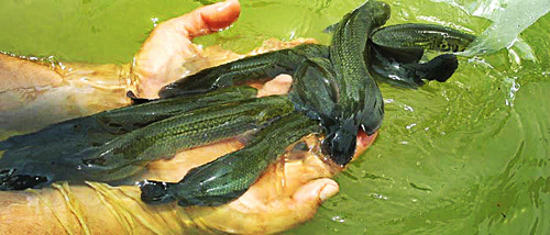 Alevines de paiche se van al Asia